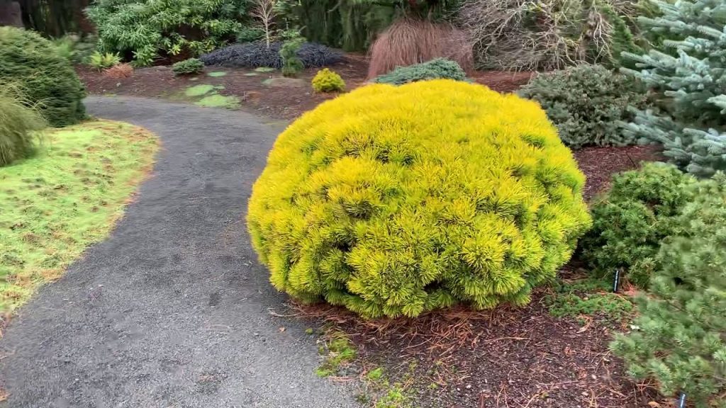 Pinus mugo Winter Sun - Pin pitic auriu iarna de vânzare | Copacei.ro ...