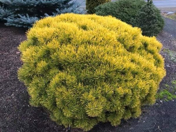 Pinus mugo Winter Sun - Pin pitic auriu iarna de vânzare | Copacei.ro ...