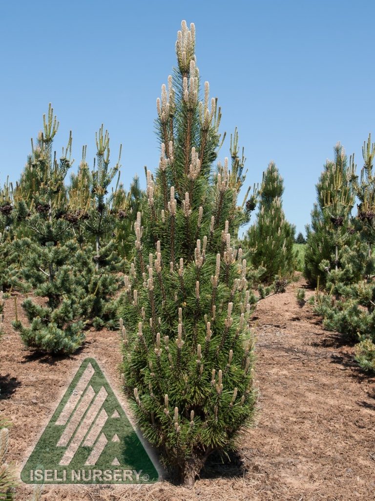 Pinus nigra Komet – Pin negru columnar altoit | Copacei.ro - Pepiniera ...