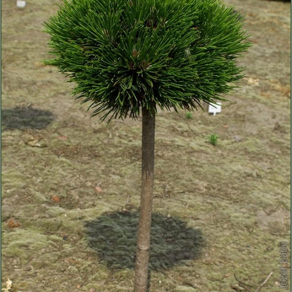 Pin (Pinus) de vânzare | Copacei.ro - Pepiniera Zalău