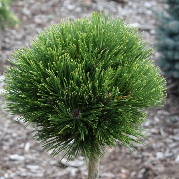 Pin (Pinus) de vânzare | Copacei.ro - Pepiniera Zalău