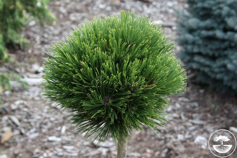 Pinus heldreichii Smidtii - Pin pitic altoit pe picior/tijă de vânzare ...