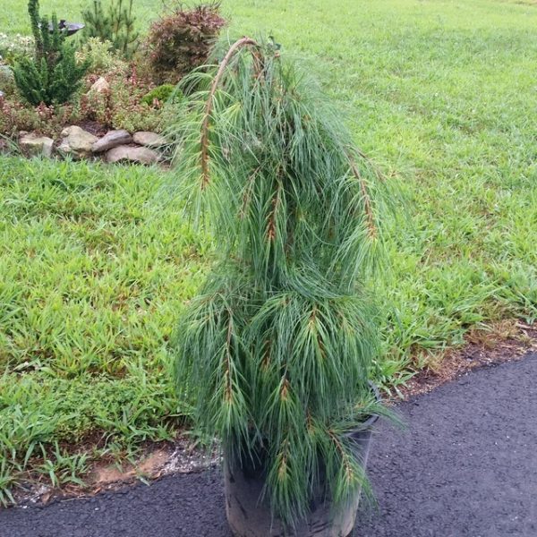 Pinus strobus Angel Falls - Pin neted pletos de vânzare | Copacei.ro ...