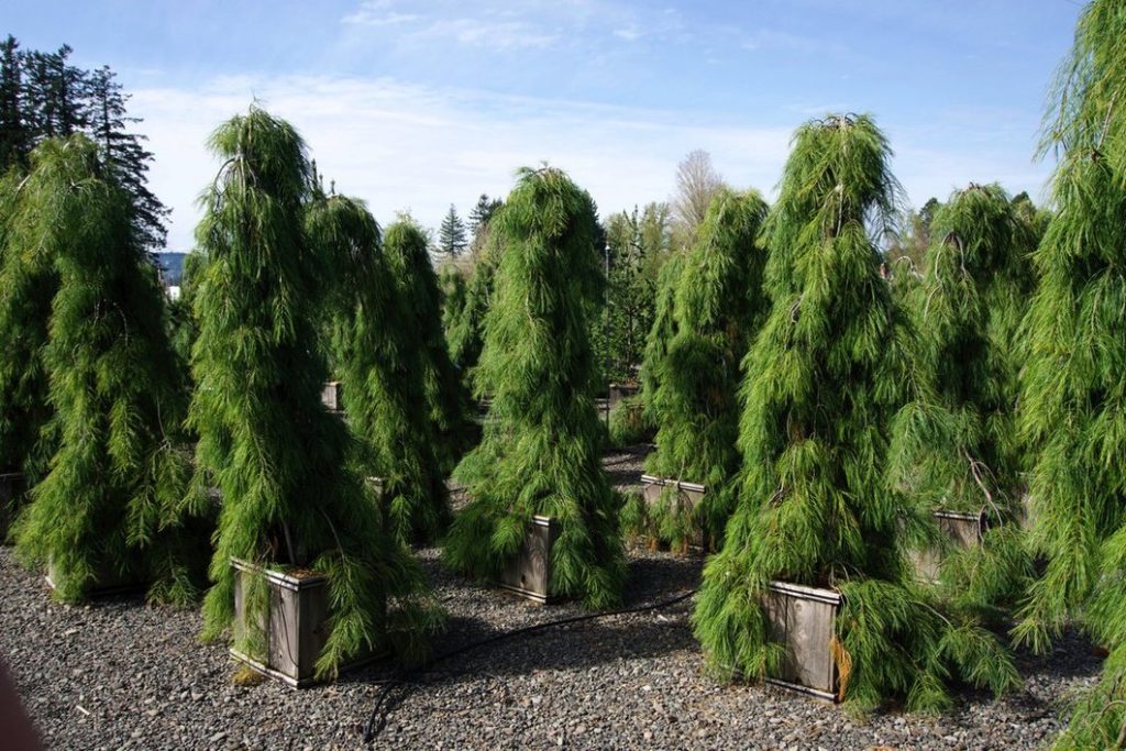 Pinus strobus Angel Falls - Pin neted pletos de vânzare | Copacei.ro ...