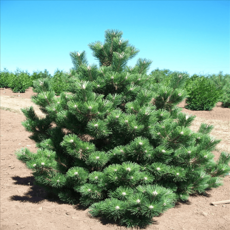 Pinus thunbergii Thunderhead - Pin japonez pitic de vânzare | Copacei ...