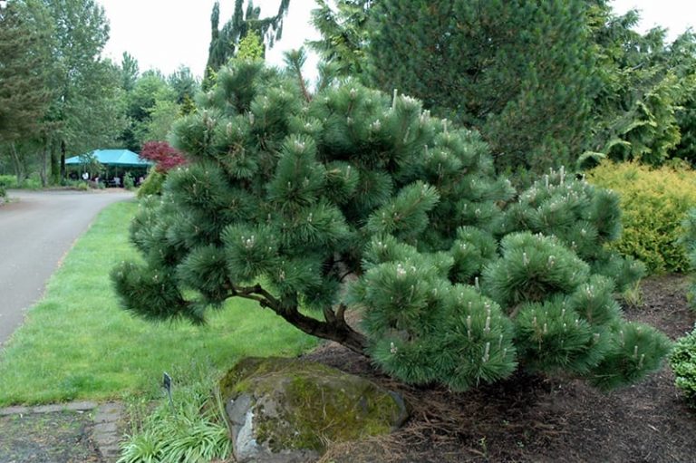 Pinus thunbergii Thunderhead - Pin japonez pitic de vânzare | Copacei ...
