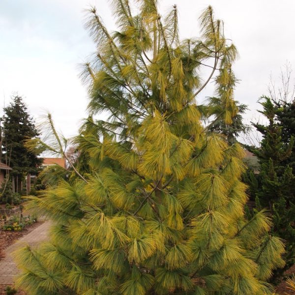 Pinus wallichiana Winterlight - Pin de Himalaya auriu iarna de vânzare ...