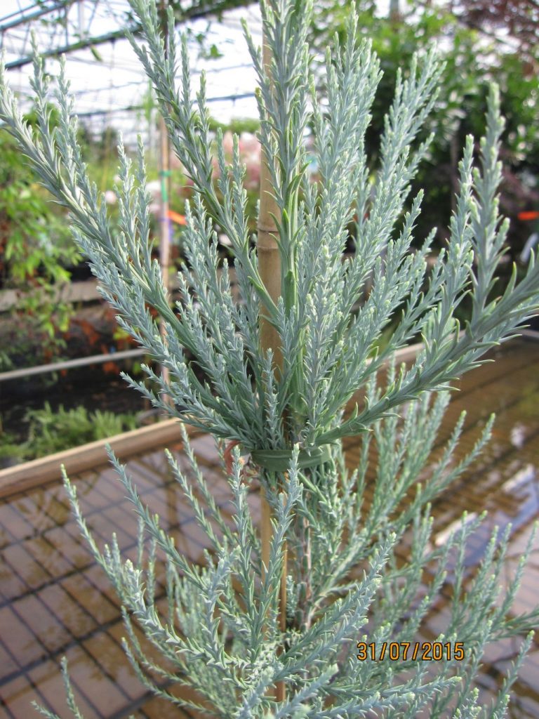 Sequoiadendron giganteum Powdered Blue - Sequoia gigant albastru de ...