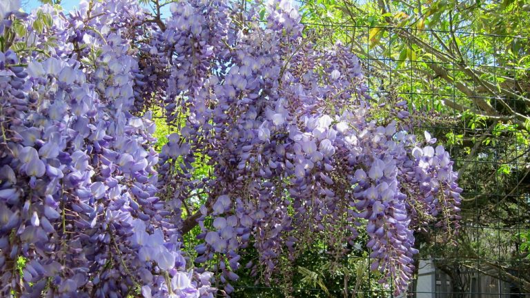 wisteria sinensis blue sapphire 1 – Copacei.ro – Pepiniera Zalău