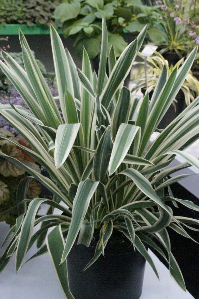 Yucca filamentosa Ivory Tower de vânzare | Copacei.ro - Pepiniera Zalău