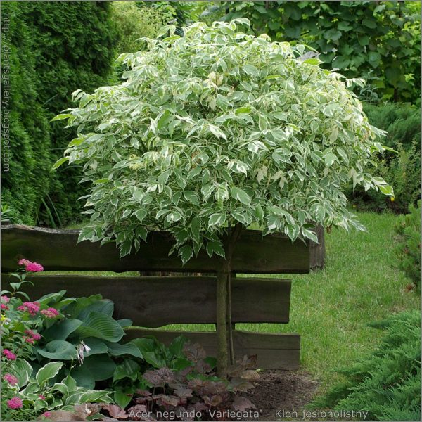 Copaci ornamentali și arbori de vânzare | Copacei.ro - Pepiniera Zalău