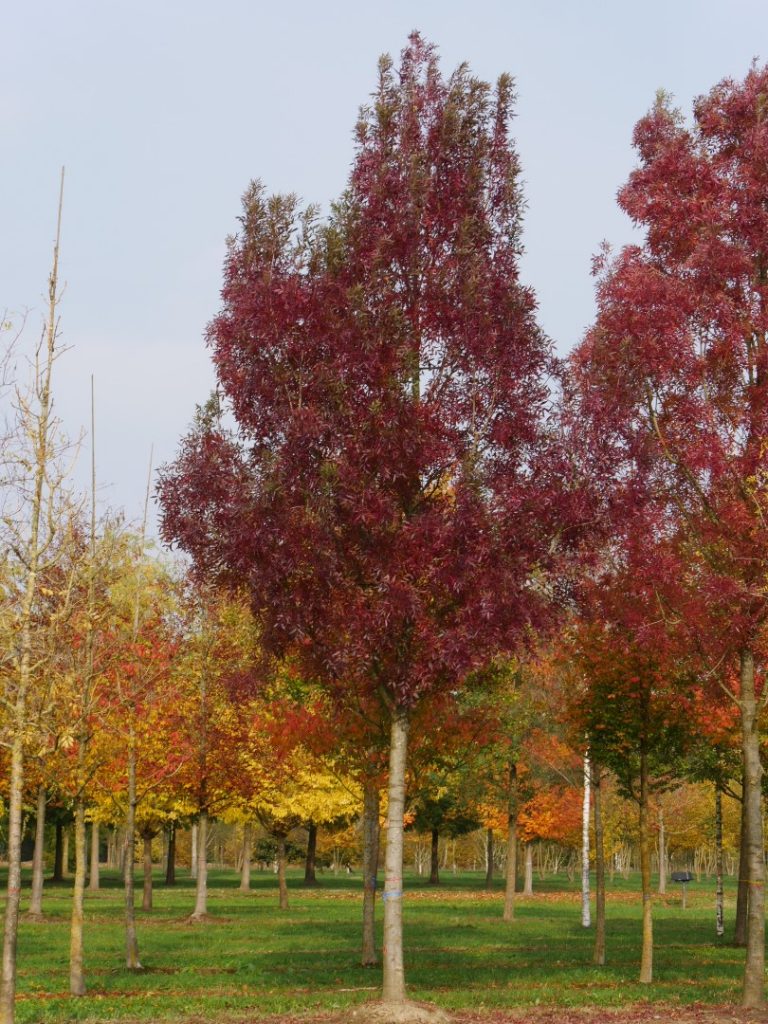 Fraxinus angustifolia Raywood - Frasin roșu toamna de vânzare | Copacei ...