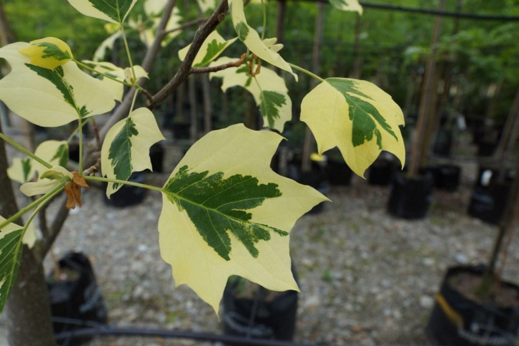 Liriodendron tulipifera Snowbird - Arbore de lalea cu frunze în două ...