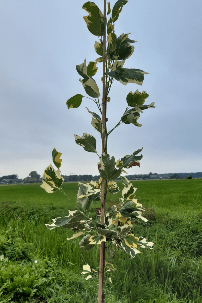 Liriodendron tulipifera Snowbird - Arbore de lalea cu frunze în două ...