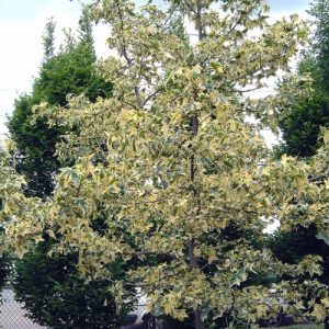 Liriodendron tulipifera Snowbird - Arbore de lalea cu frunze în două ...