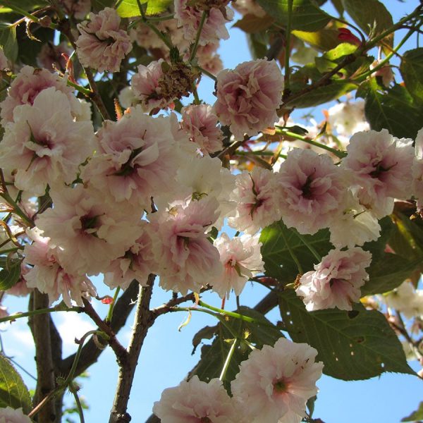 Prun ornamental (Prunus) de vânzare | Copacei.ro - Pepiniera Zalău