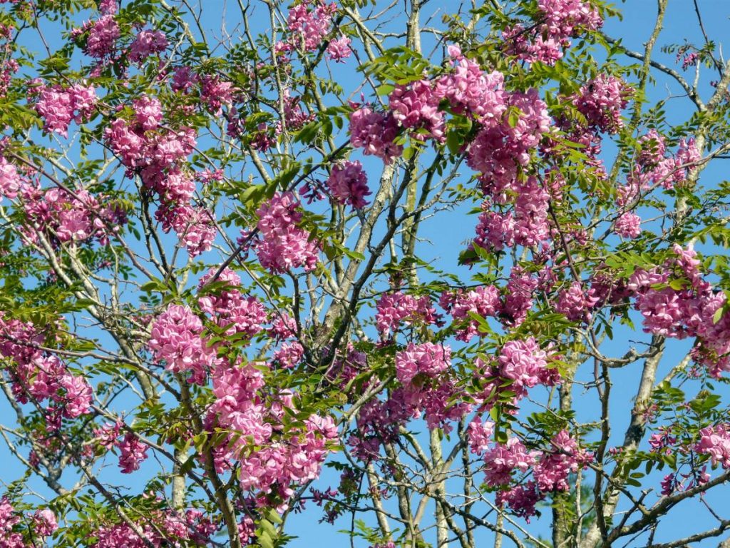 Robinia elliottii (hipsida var. rosea) - Salcâm roz de vânzare ...