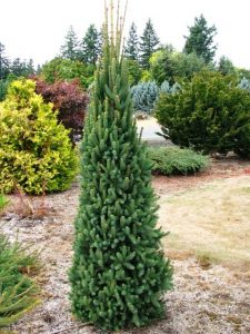 Abies alba Pyramidalis - Brad piramidal de vânzare | Copacei.ro ...