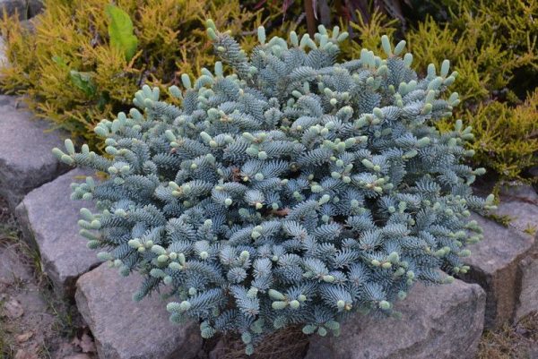 Abies koreana Blue Magic - Brad corean albastru tufă de vânzare ...