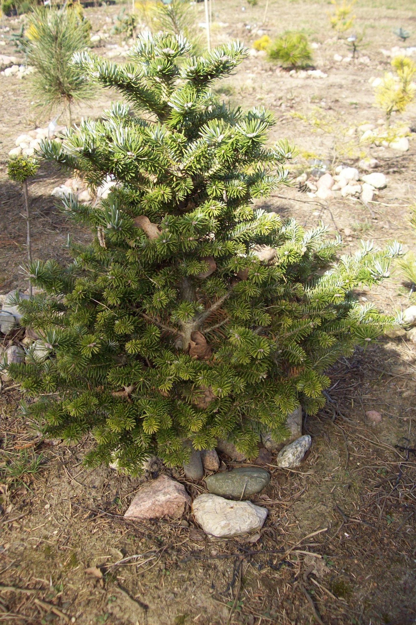 Abies koreana Discus - Brad corean pitic de vânzare | Copacei.ro ...