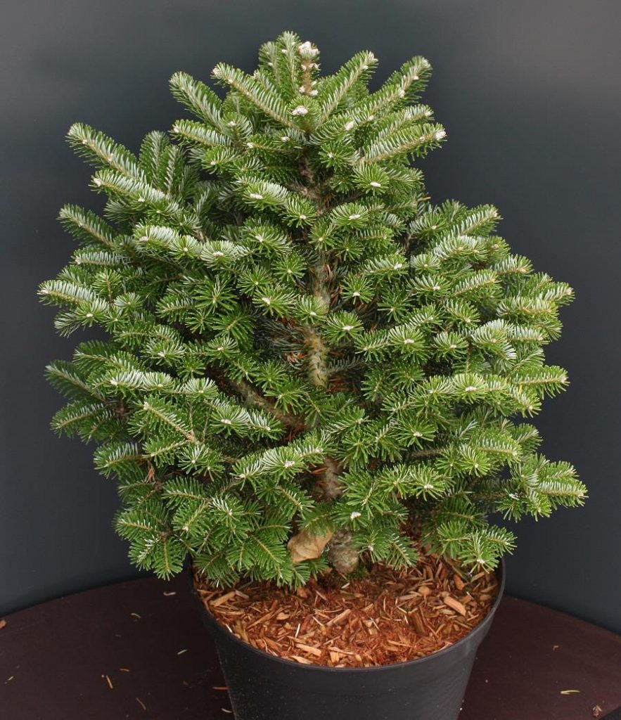 Abies koreana Discus - Brad corean pitic de vânzare | Copacei.ro ...