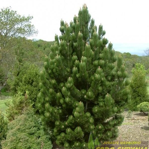 Pin (Pinus) de vânzare | Copacei.ro - Pepiniera Zalău