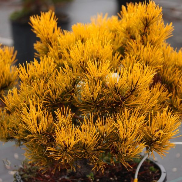 Pin negru piramidal - Pinus nigra Pyramidalis de vânzare | Copacei.ro ...