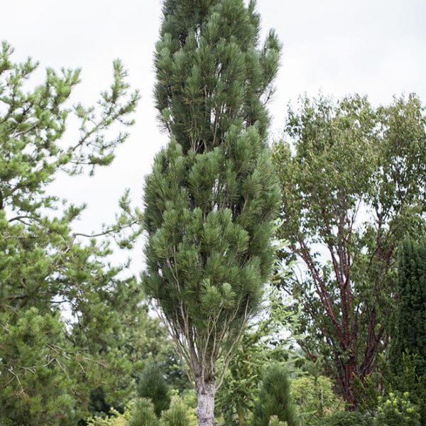 Pin pitic - Pinus mugo pumilio de vânzare | Copacei.ro - Pepiniera Zalău