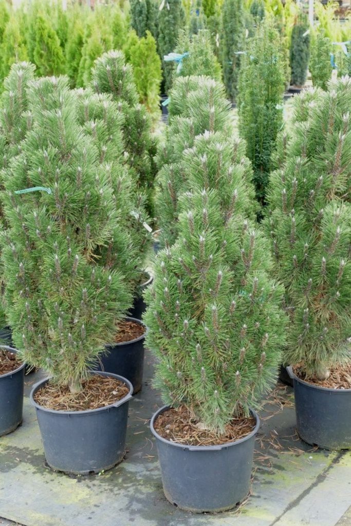 Pinus nigra Richard - Pin negru columnar de vânzare | Copacei.ro ...