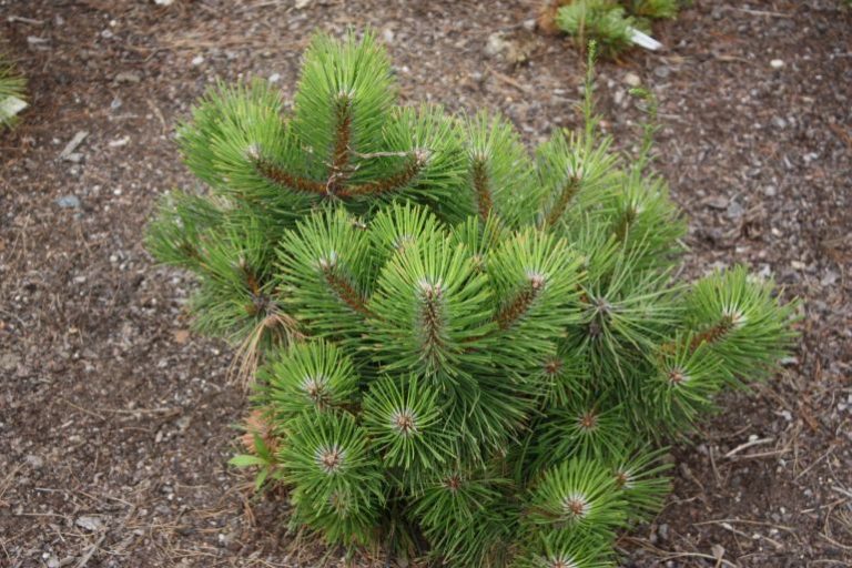 Pinus nigra Smaragd - Pin negru pitic de vânzare | Copacei.ro ...