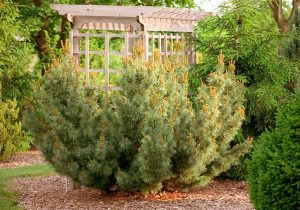 Pinus parviflora Bonnie Bergman - Pin alb japonez de vânzare | Copacei ...