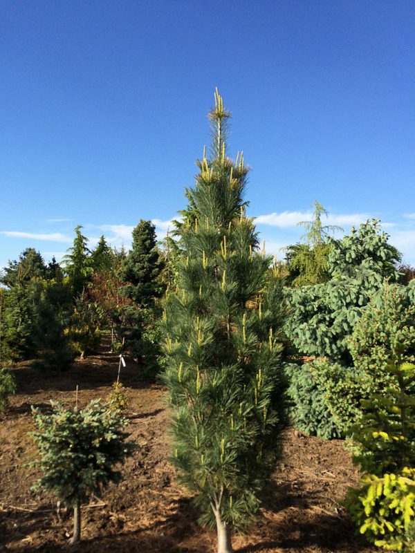 Pinus strobus Stowe Pillar - Pin neted columnar de vânzare | Copacei.ro ...