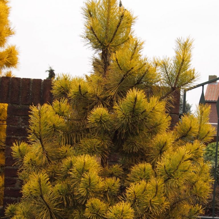Pinus sylvestris Anny's Winterlight - Pin de pădure auriu de vânzare ...