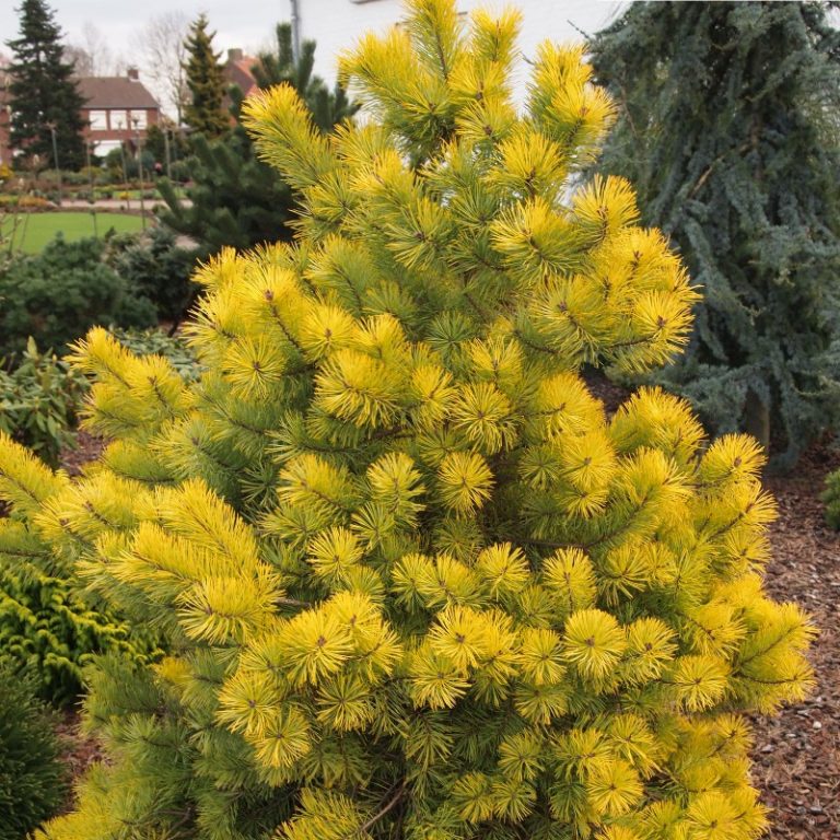 Pinus sylvestris Anny's Winterlight - Pin de pădure auriu de vânzare ...
