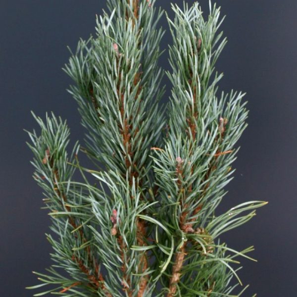 Pinus sylvestris Blue Sky - Pin de pădure argintiu de vânzare | Copacei ...