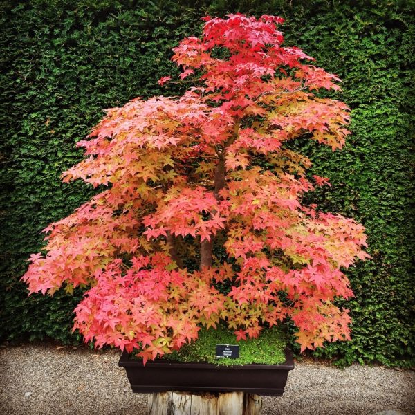 Arțar - Acer platanoides Crimson Sentry (Frunze vișinii) de vânzare ...