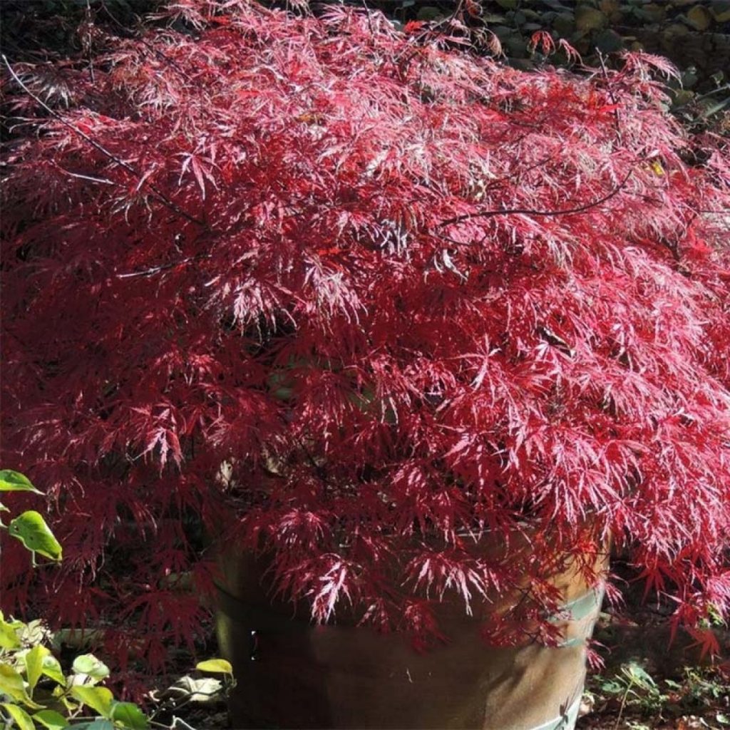 Acer palmatum Dissectum Firecracker - Arțar japonez roșu de vânzare ...