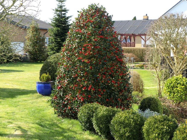 Ilex aquifolium J.C. van Tol - Laur de vânzare | Copacei.ro - Pepiniera ...