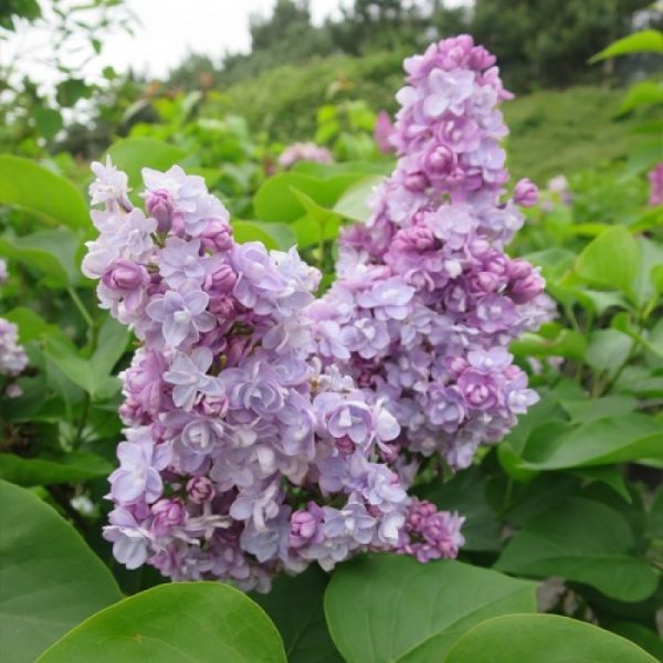 Syringa vulgaris Michel Buchner - Liliac rozaliu de vânzare | Copacei ...