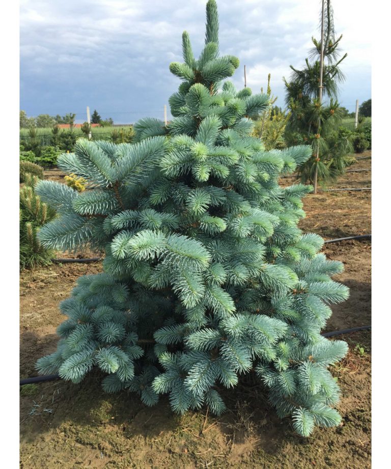 Abies lasiocarpa Compacta – Brad subalpin argintiu | Copacei.ro ...