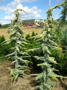 Cedrus libani atlantica Aurea - Cedru libanez auriu de vânzare ...
