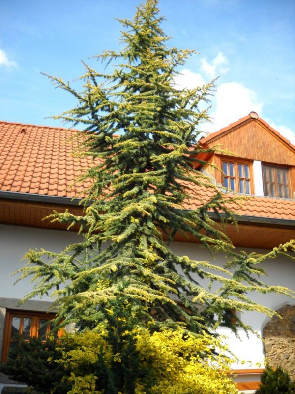 Cedrus libani atlantica Aurea - Cedru libanez auriu de vânzare ...
