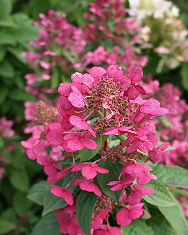 Hydrangea paniculata Magical Fire - Hortensie roșie de vânzare ...