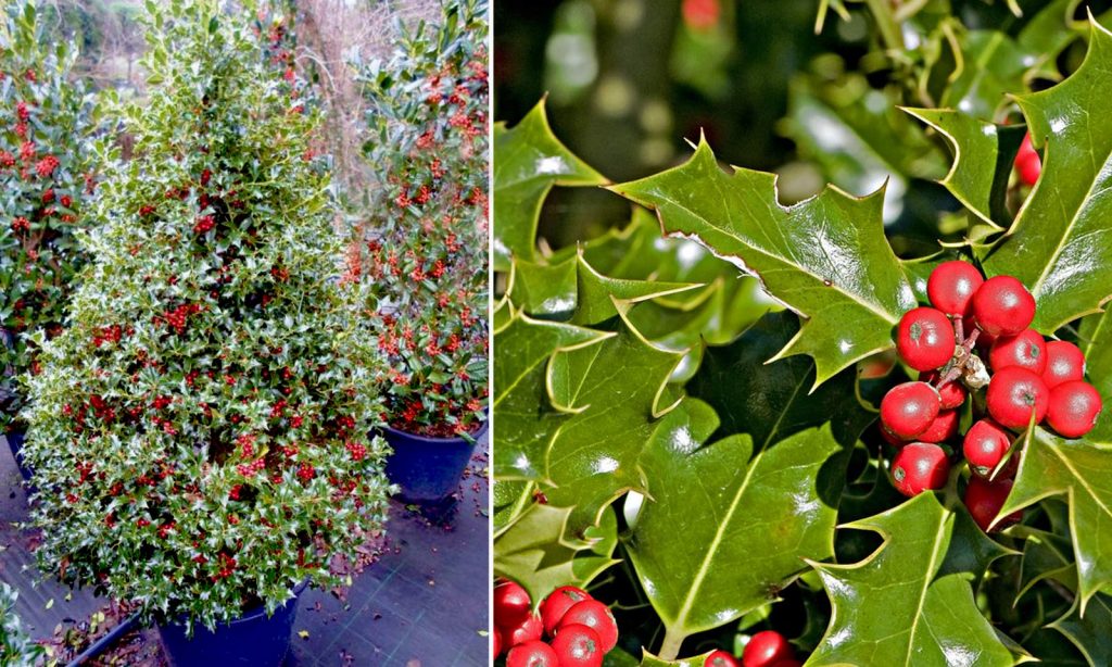Ilex aquifolium - Laur cu bobițe roșii de vânzare | Copacei.ro ...