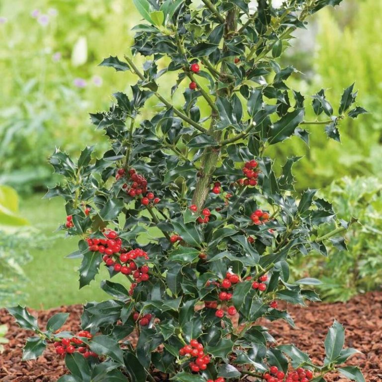 Ilex aquifolium - Laur cu bobițe roșii de vânzare | Copacei.ro ...