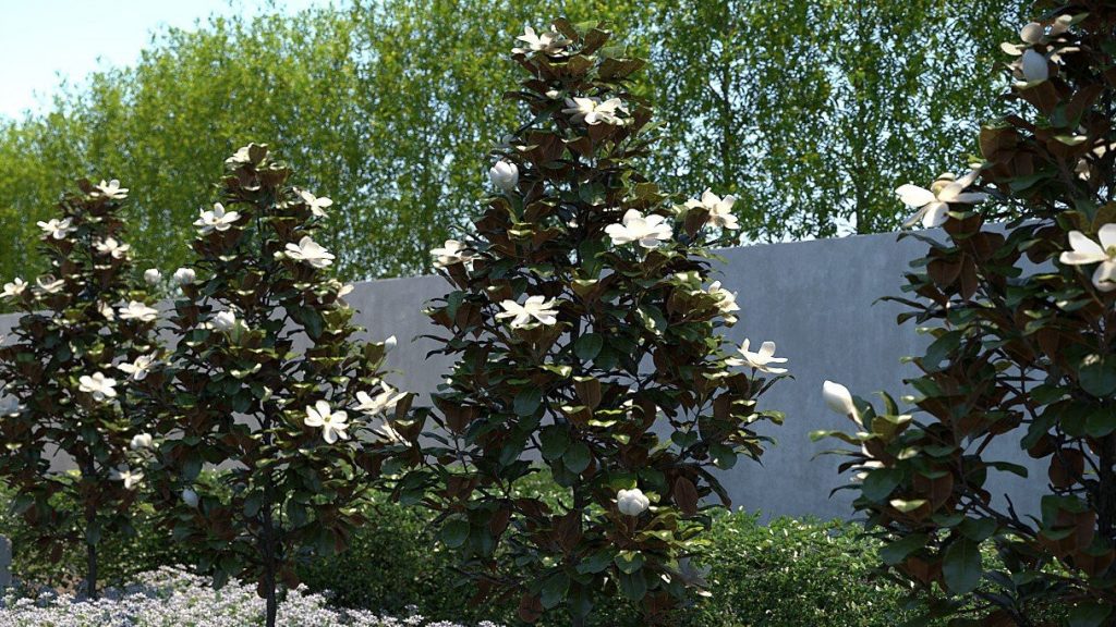 Magnolia grandiflora 24 Below - Magnolie veșnic verde rezistentă la ...