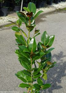 Magnolia grandiflora 24 Below - Magnolie veșnic verde rezistentă la ...