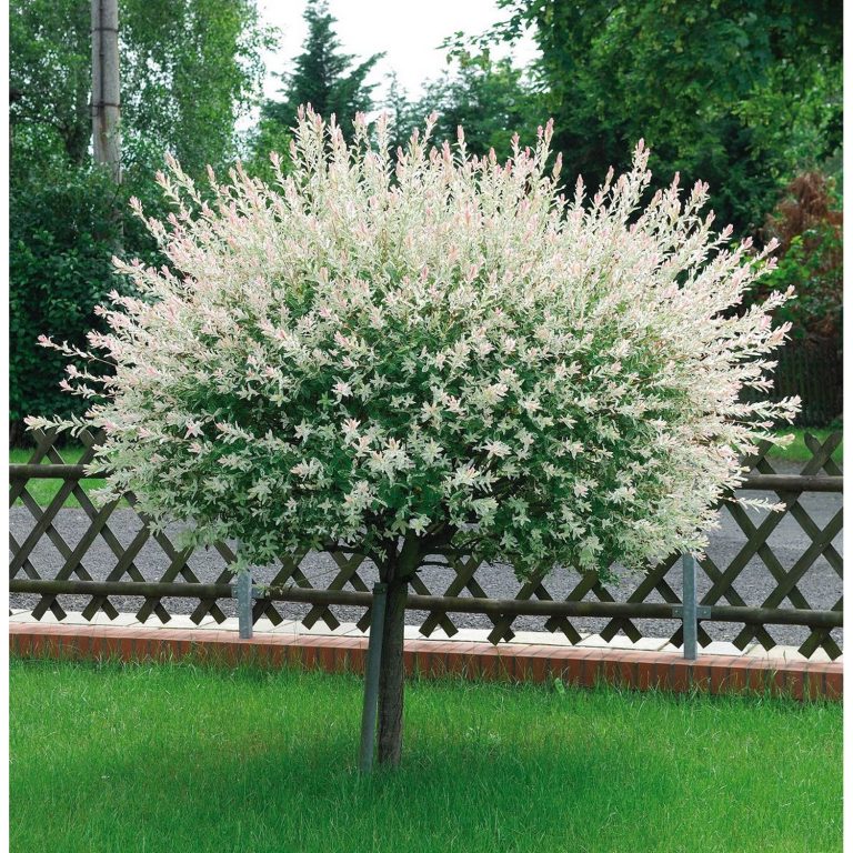 Salix integra Hakuro-Nishiki - Salcie japoneză copăcel de vânzare ...