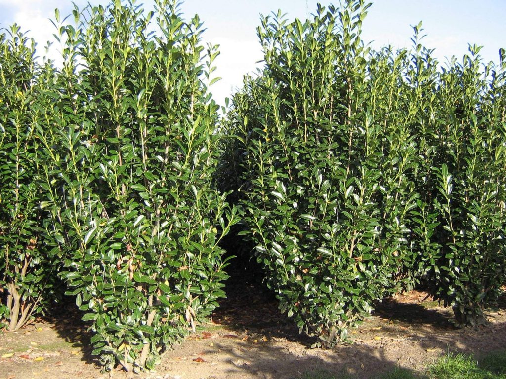 Prunus laurocerasus Reynvanii - Laur englezesc de vânzare | Copacei.ro ...