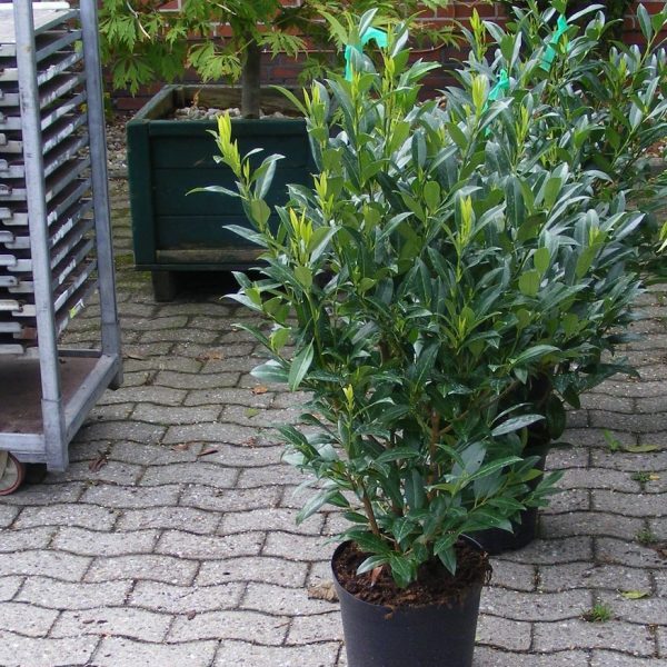 Laur englezesc (Prunus laurocerasus) de vânzare | Copacei.ro ...